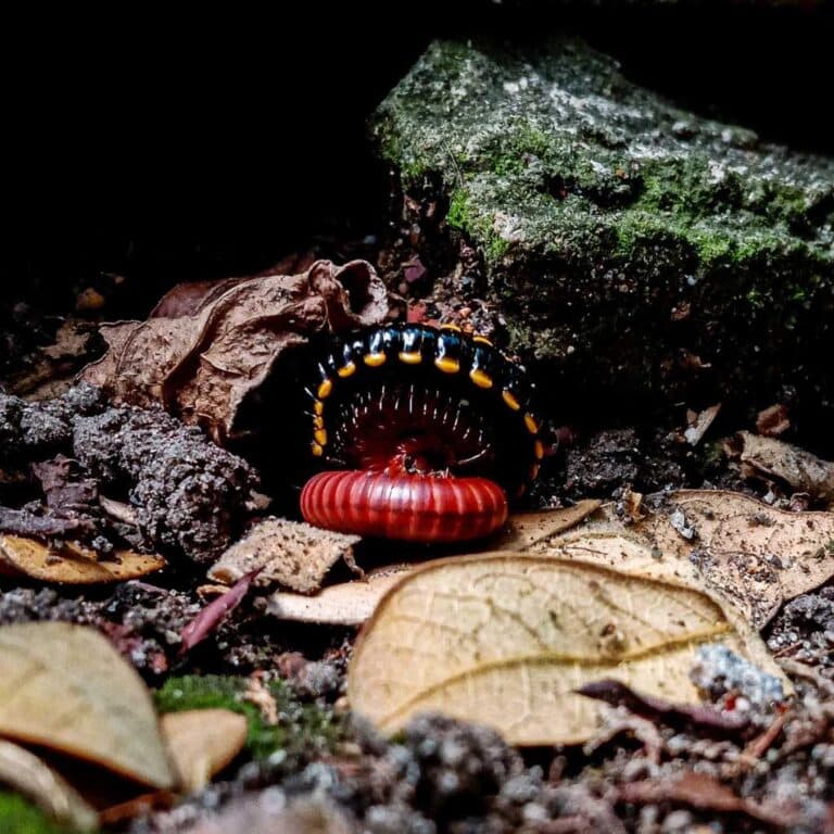 7 Most Dangerous Animals In Bali And Safety Travel Tips